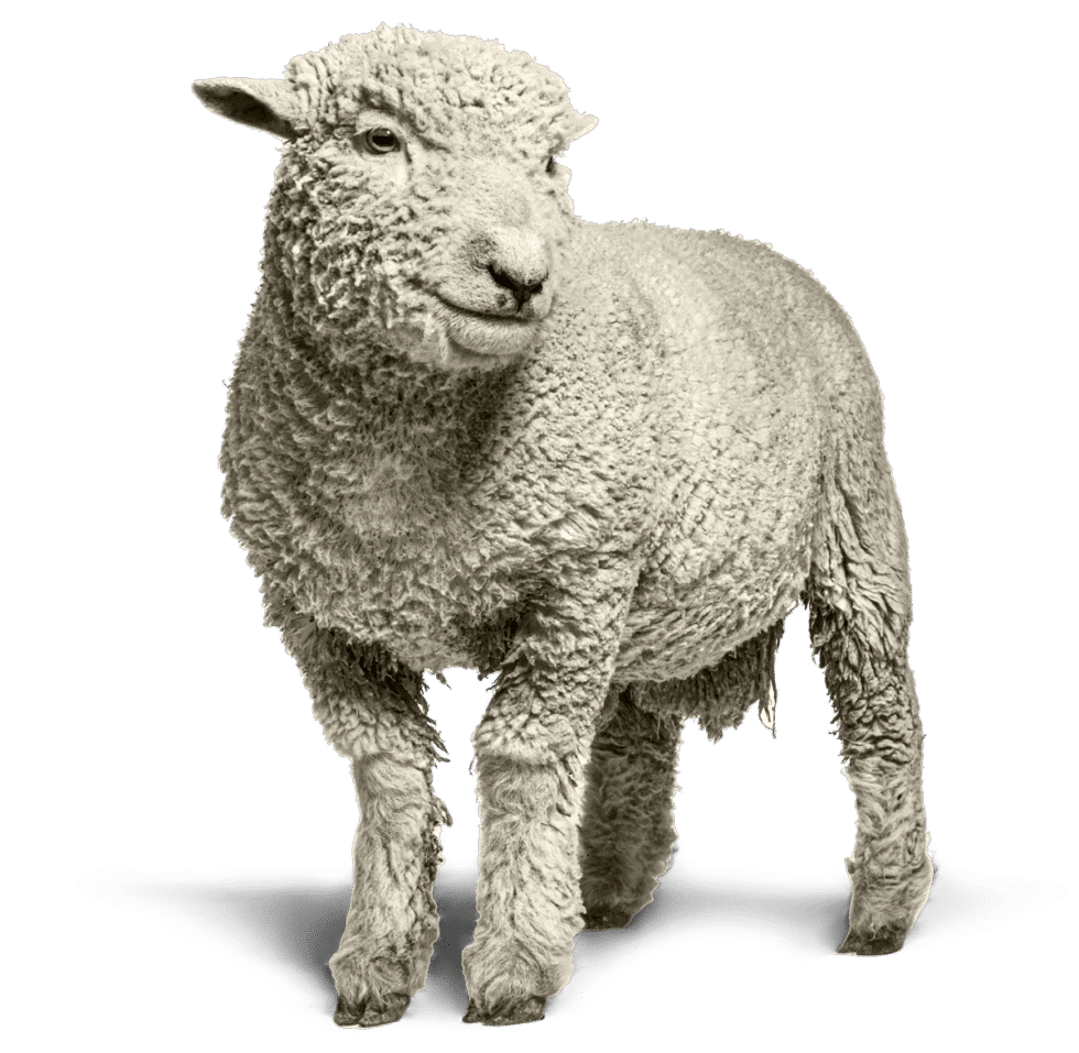 What are Babydoll Sheep? - CAbabydolls.com